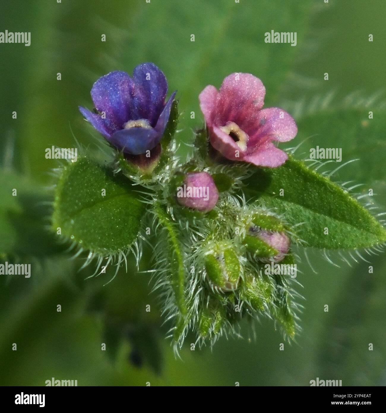 Asperugo procumbens hi-res stock photography and images - Alamy