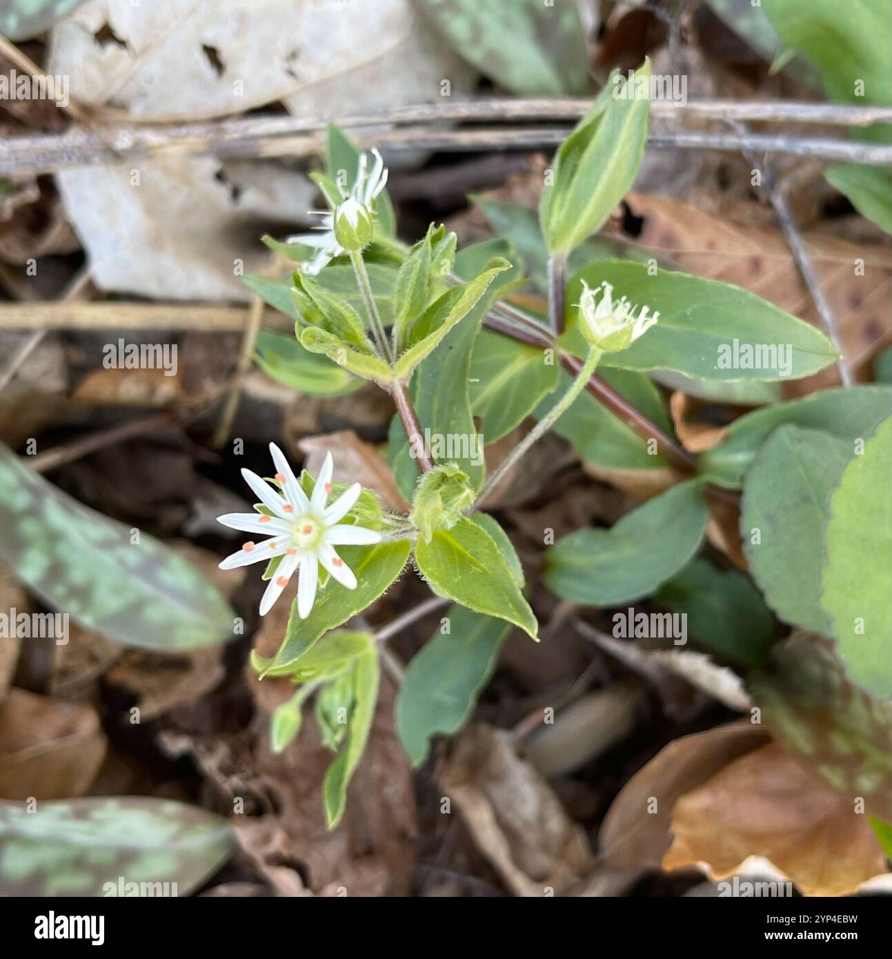 star chickweed (Stellaria pubera Stock Photo - Alamy