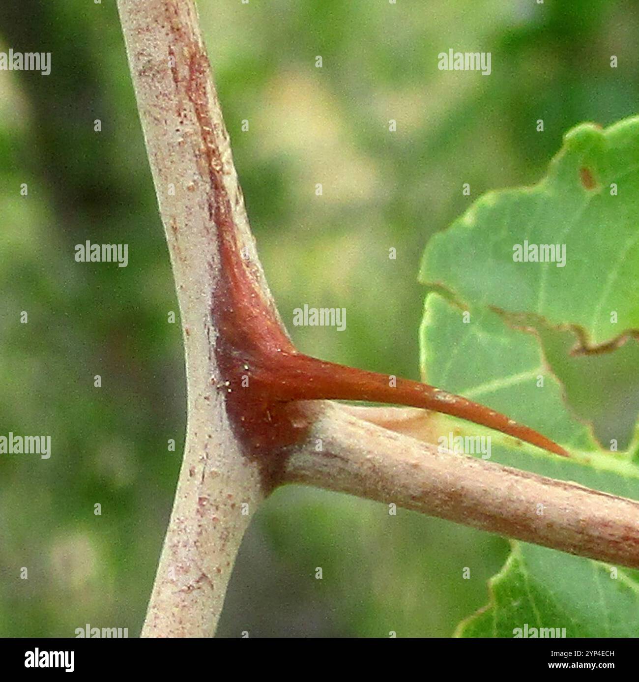 buffalo-thorn (Ziziphus mucronata Stock Photo - Alamy