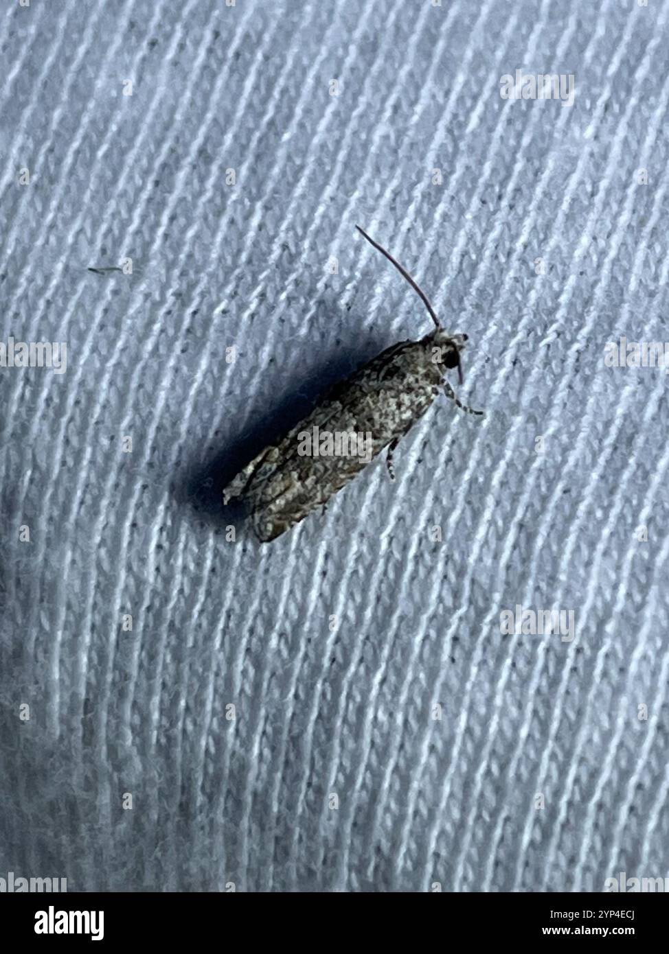 Cherry Fruitworm Moth (Aspila packardi Stock Photo - Alamy