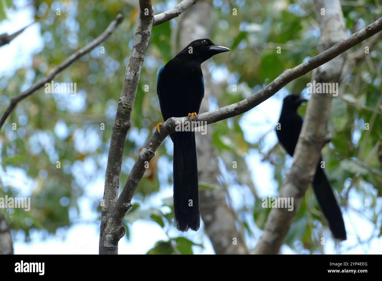 Yucatan Jay (Cyanocorax yucatanicus Stock Photo - Alamy
