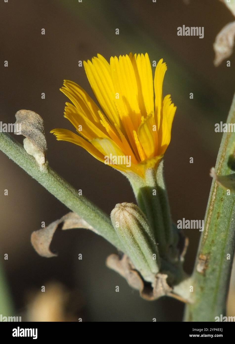 Rush Skeletonweed (Chondrilla juncea Stock Photo - Alamy