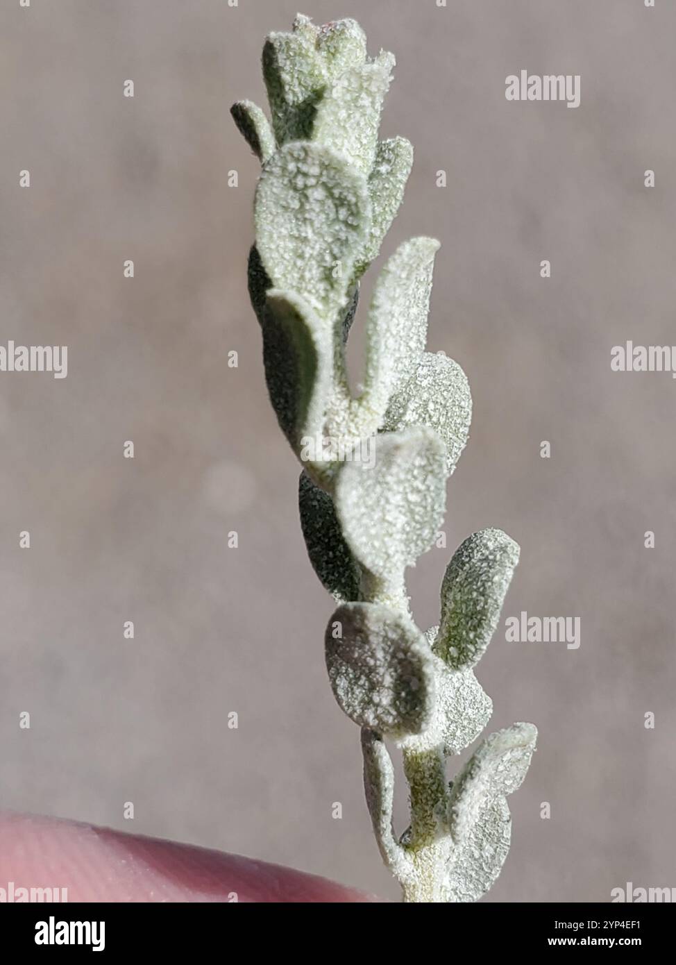 Cattle Saltbush (Atriplex polycarpa Stock Photo - Alamy