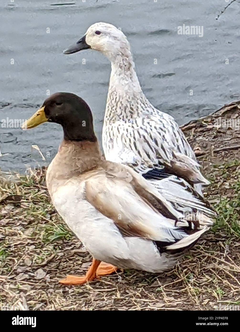 Domestic Mallard (Anas platyrhynchos domesticus Stock Photo - Alamy