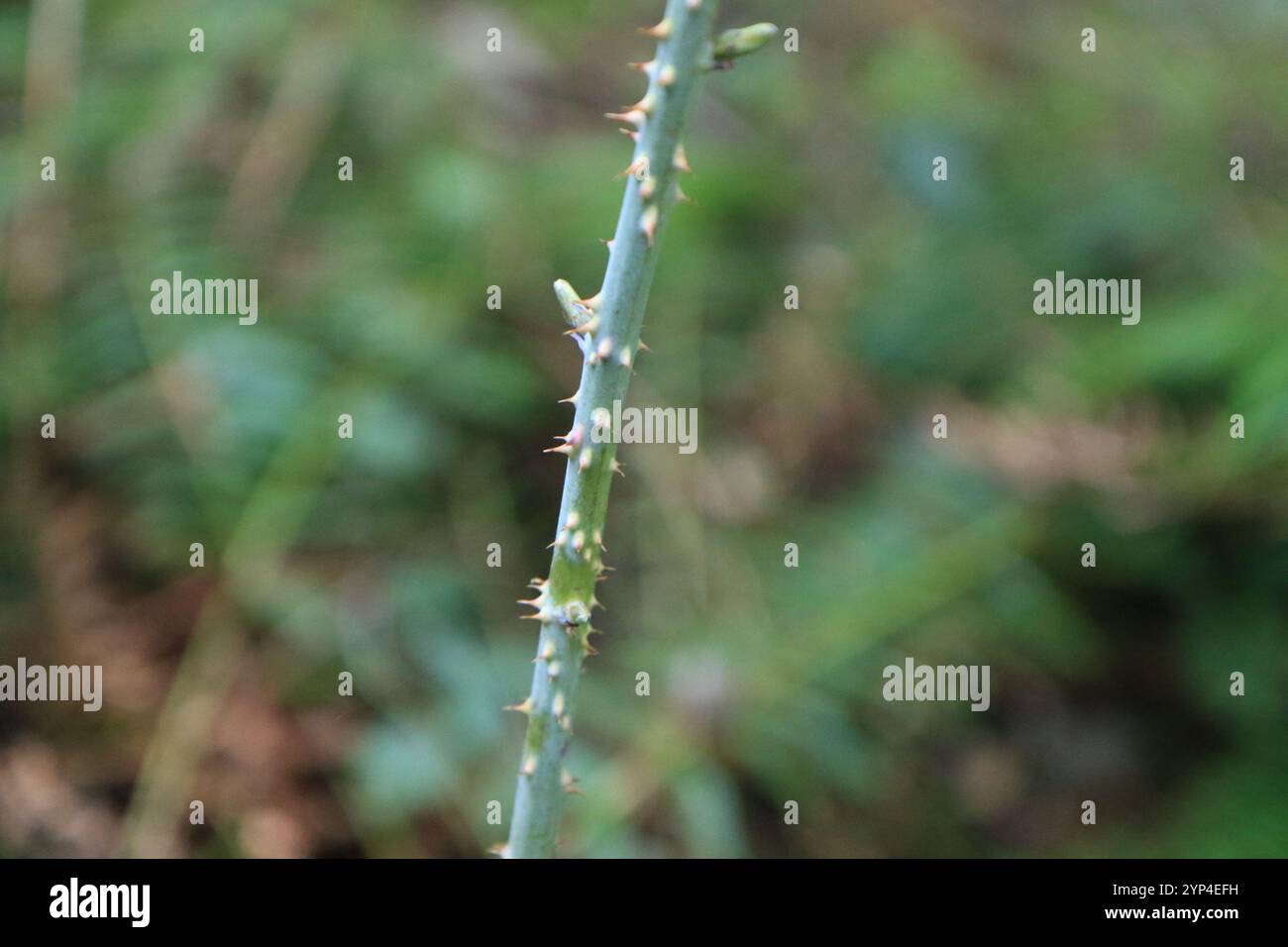 whitebark raspberry (Rubus leucodermis Stock Photo - Alamy