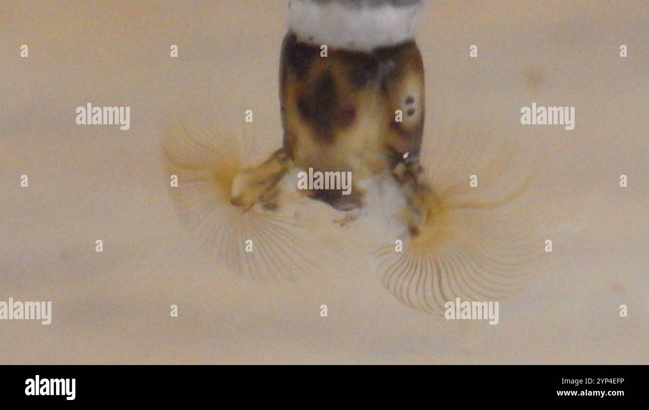 Simulium hi-res stock photography and images - Alamy