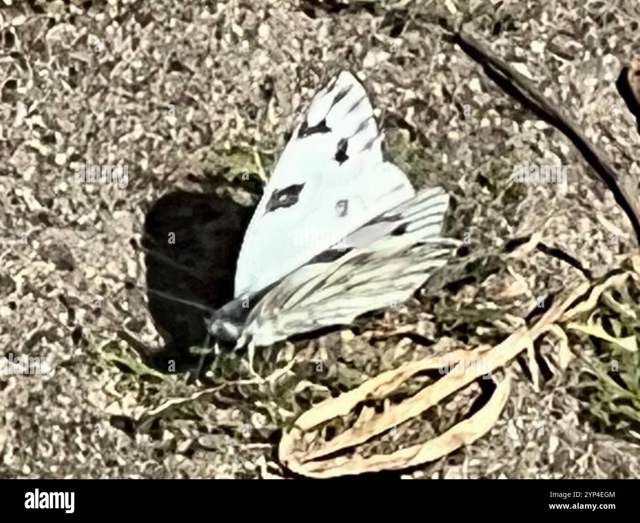 Checkered White (Pontia protodice Stock Photo - Alamy