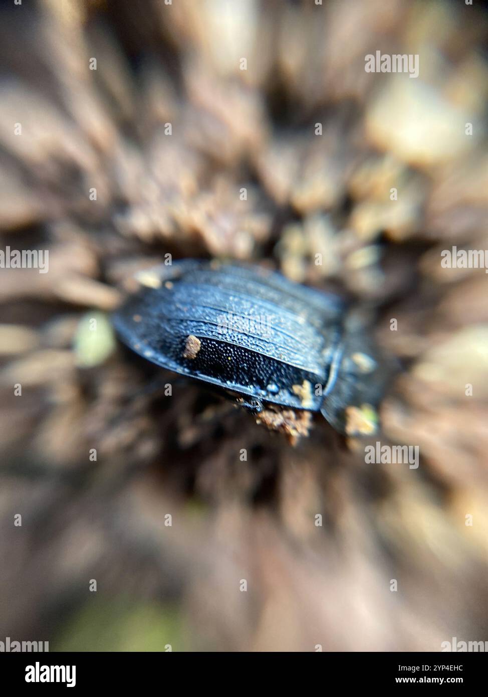 Black snail beetle (Phosphuga atrata Stock Photo - Alamy
