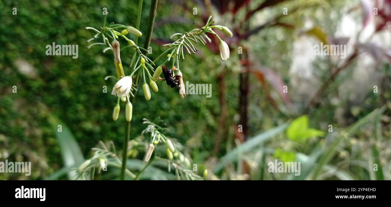 Spiny-legged Stingless bee (Trigona spinipes Stock Photo - Alamy