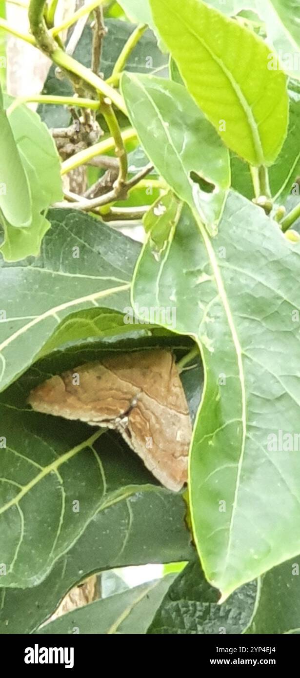 Semi looper hi-res stock photography and images - Alamy