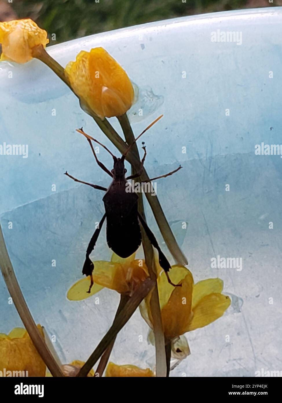 Leaf-footed Bugs (Coreidae Stock Photo - Alamy