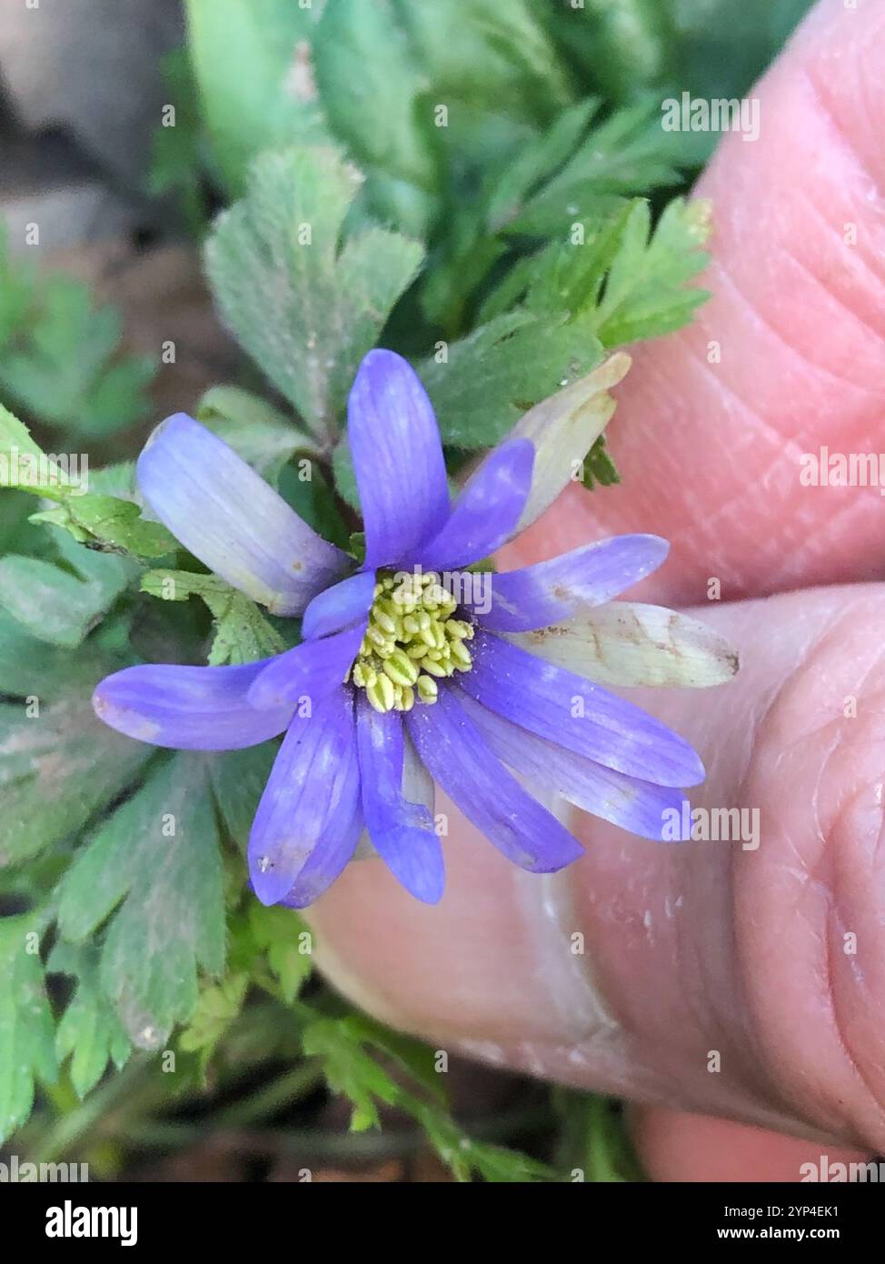 Greek Anemone (Anemonoides blanda Stock Photo - Alamy