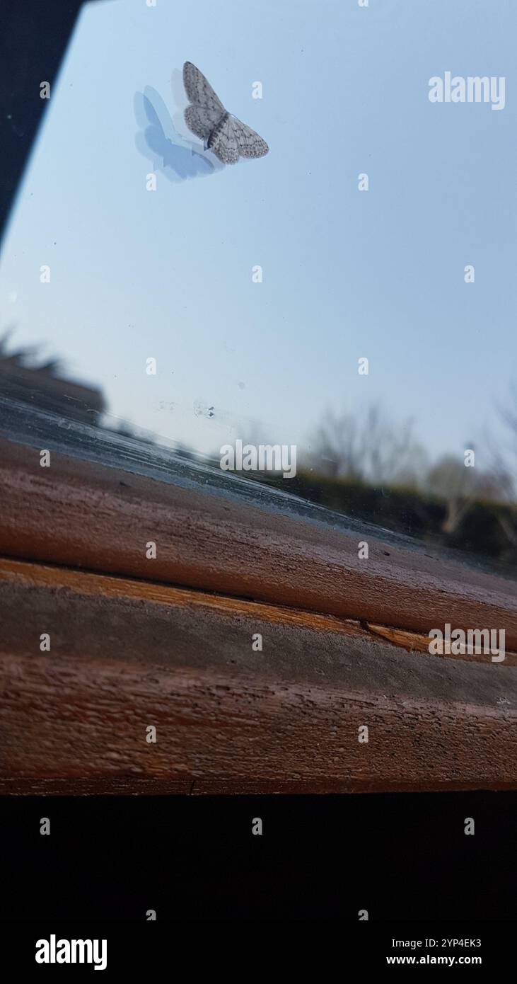 Small Dusty Wave (Idaea seriata Stock Photo - Alamy