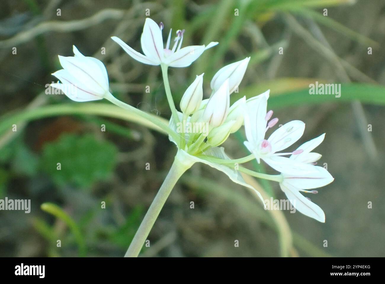 Hyalinum hi-res stock photography and images - Alamy