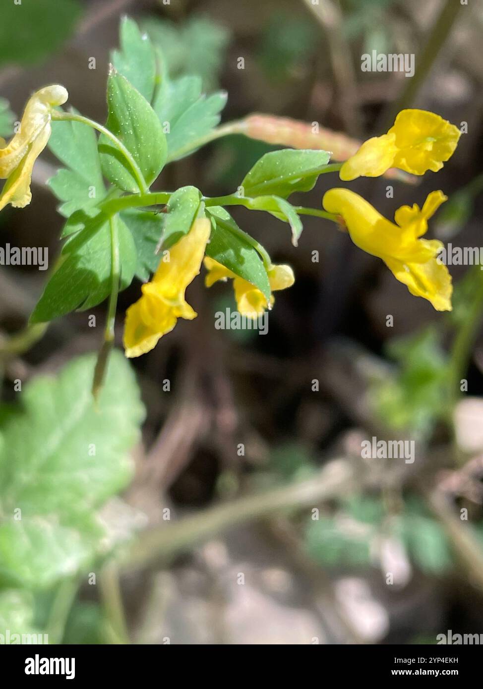Yellow Corydalis (Corydalis flavula Stock Photo - Alamy