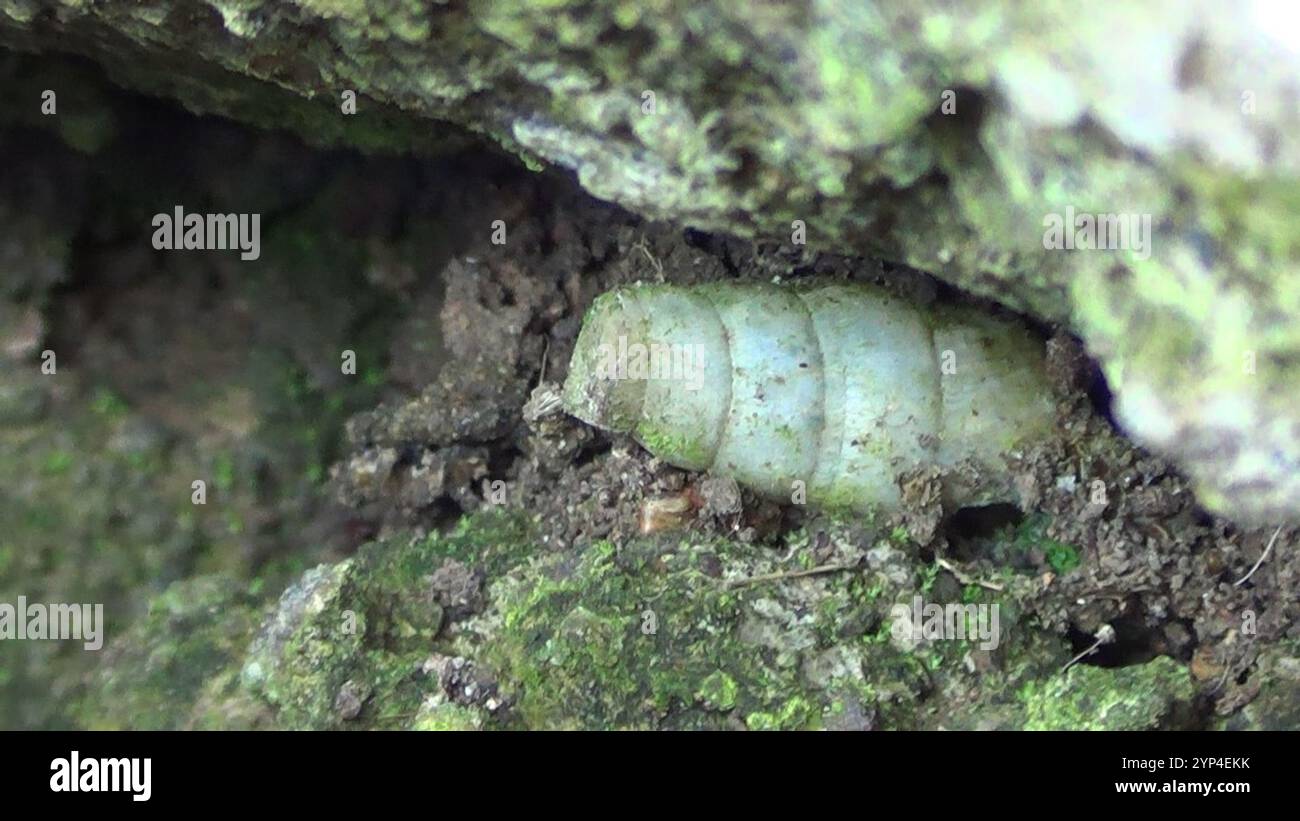 Decollate Snail (Rumina decollata Stock Photo - Alamy