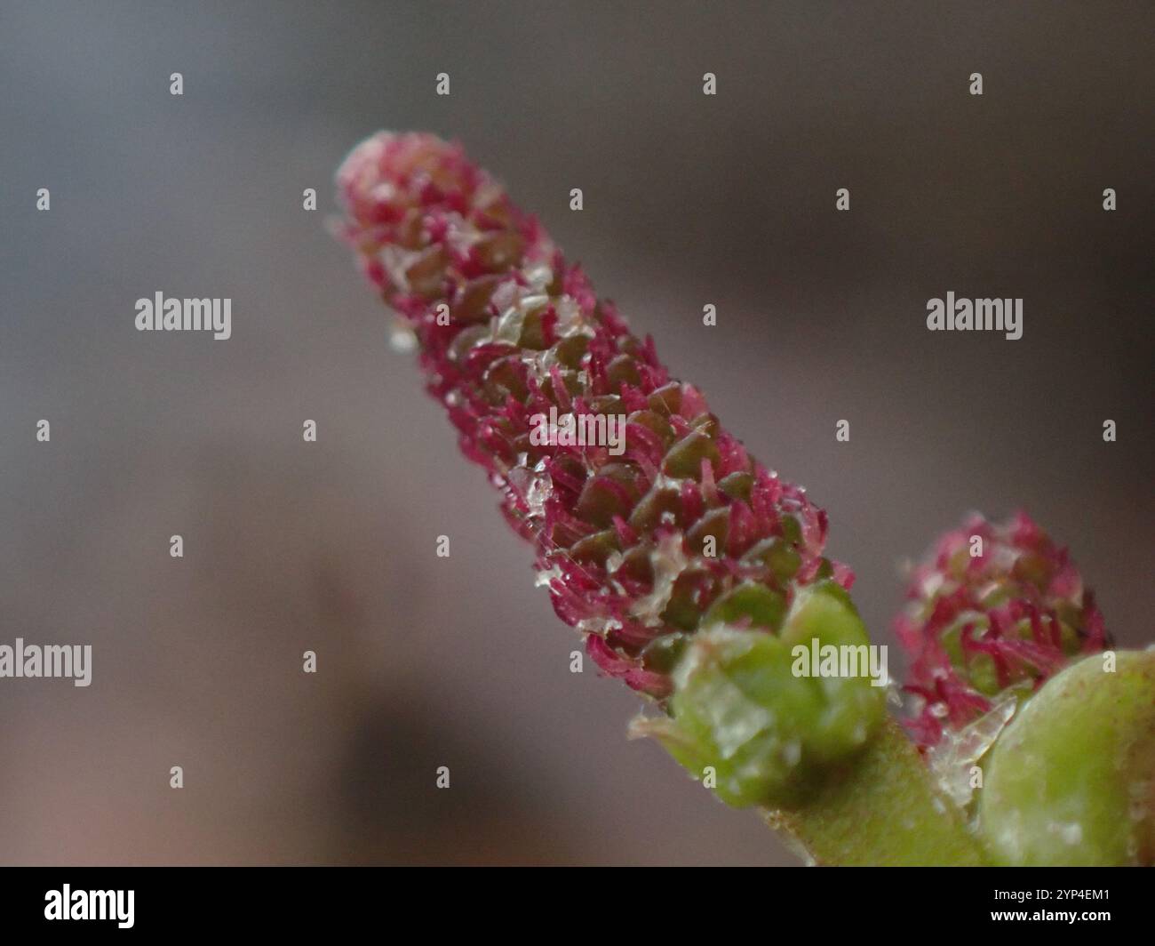 Red Alder (Alnus rubra Stock Photo - Alamy