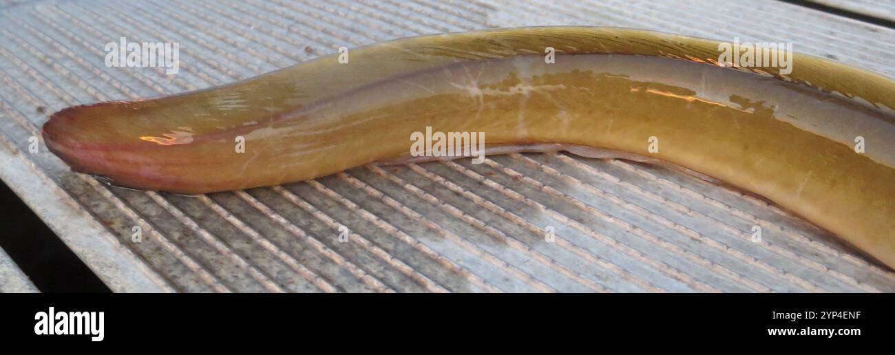 American Eel (Anguilla rostrata Stock Photo - Alamy