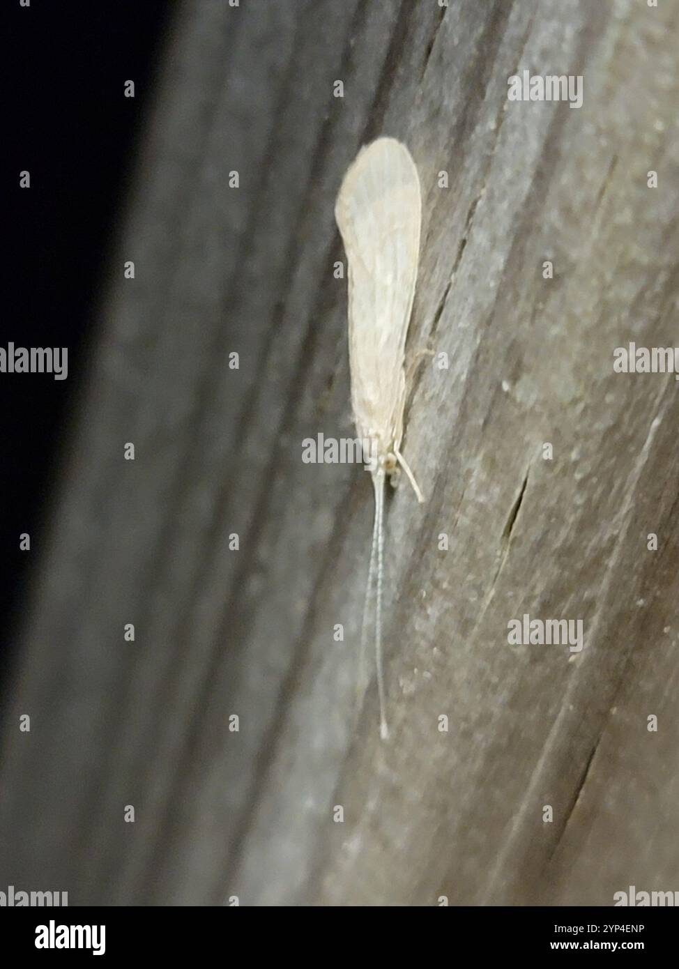 White Miller Caddisflies (Nectopsyche Stock Photo - Alamy