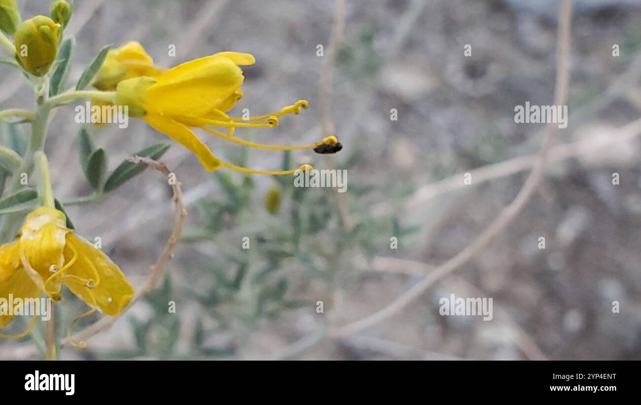Bladderpod (Cleomella arborea Stock Photo - Alamy