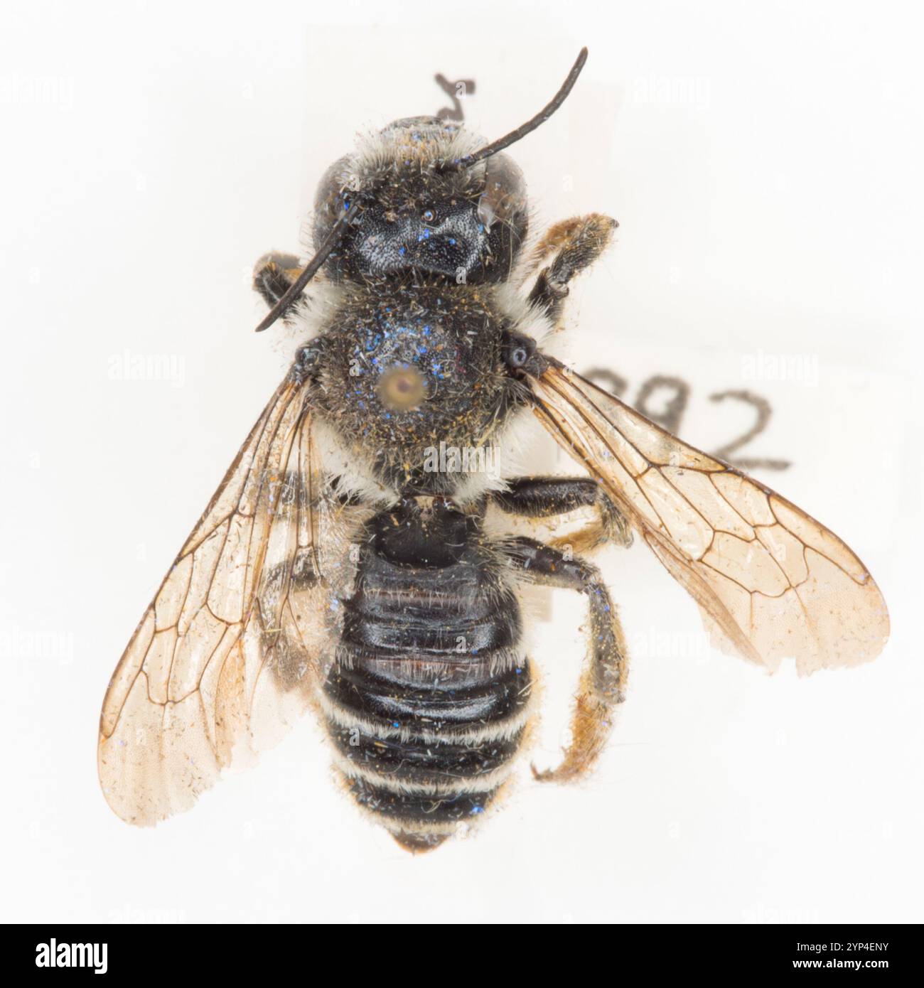 Unarmed Cut Out Stock Images & Pictures - Alamy