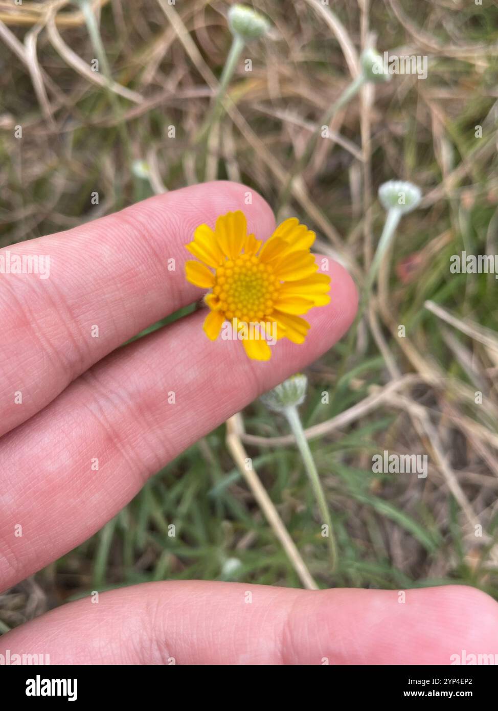 Stemmy Four-nerved Daisy (Tetraneuris scaposa Stock Photo - Alamy