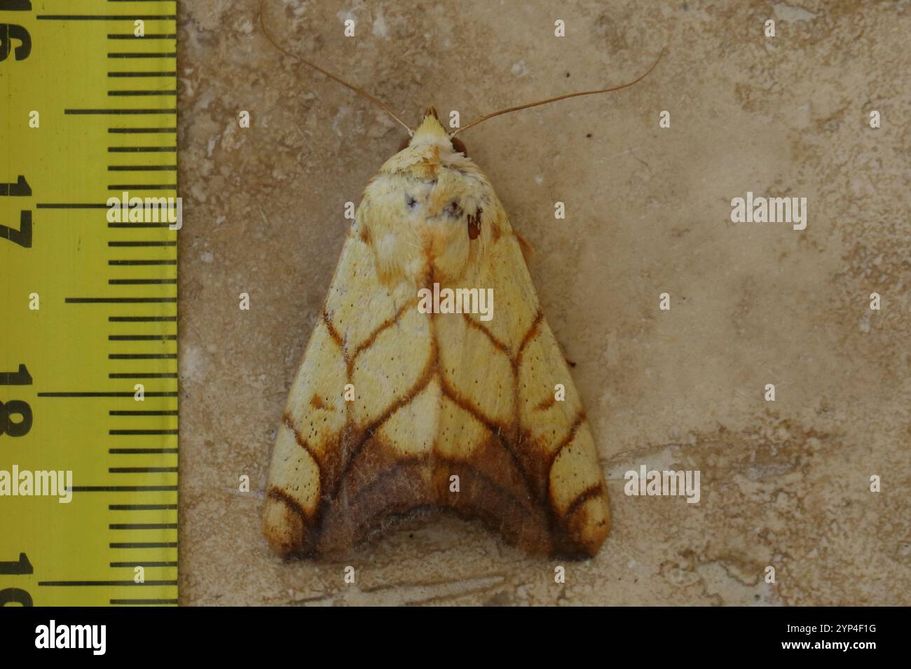 Transverse moth (Xanthodes transversa Stock Photo - Alamy
