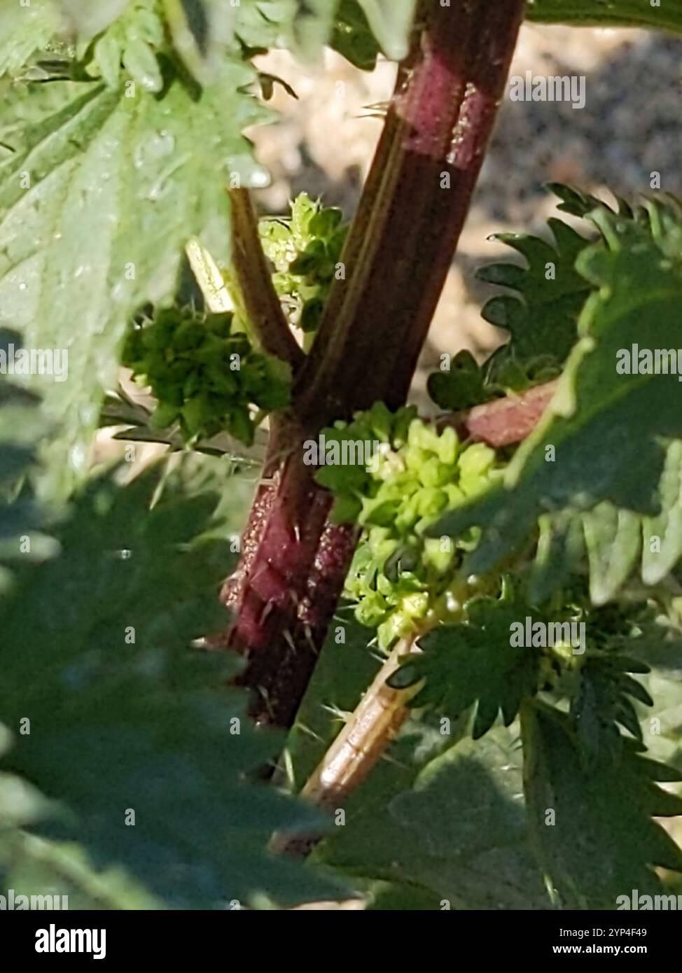 Dwarf Nettle (Urtica urens Stock Photo - Alamy