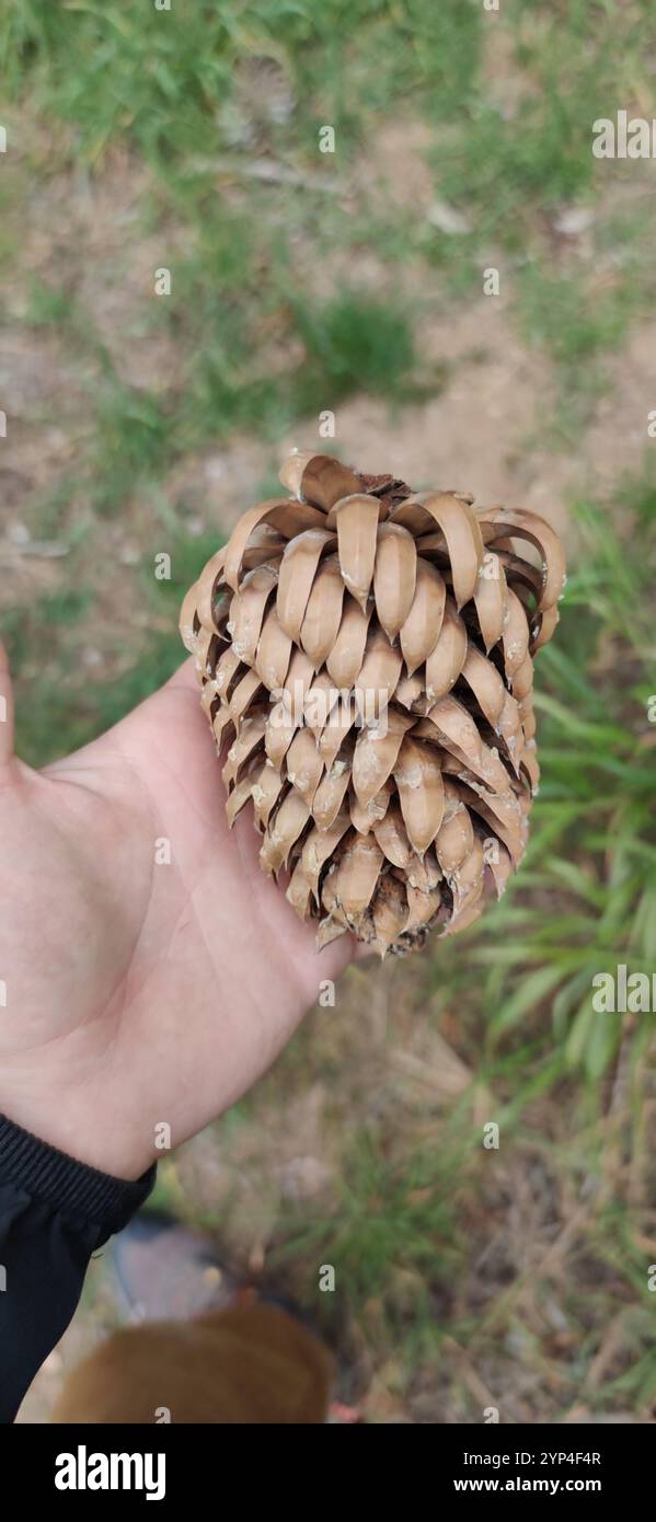 Coulter pine (Pinus coulteri Stock Photo - Alamy