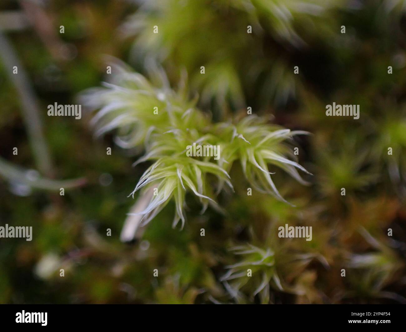 Elongate Rock Moss (Racomitrium elongatum Stock Photo - Alamy