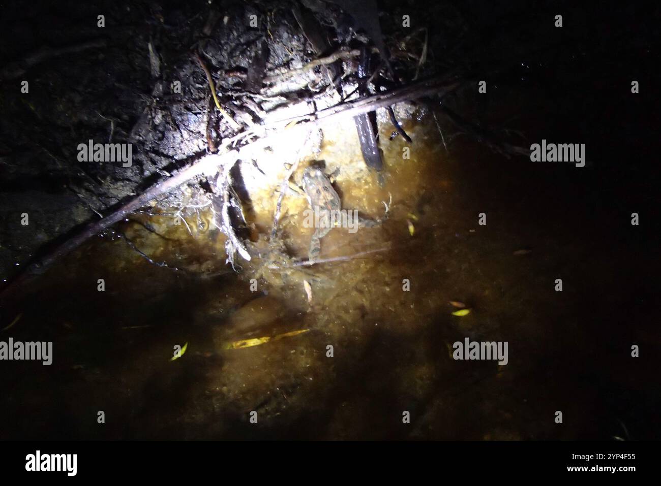 Common Eastern Froglet (Crinia signifera Stock Photo - Alamy