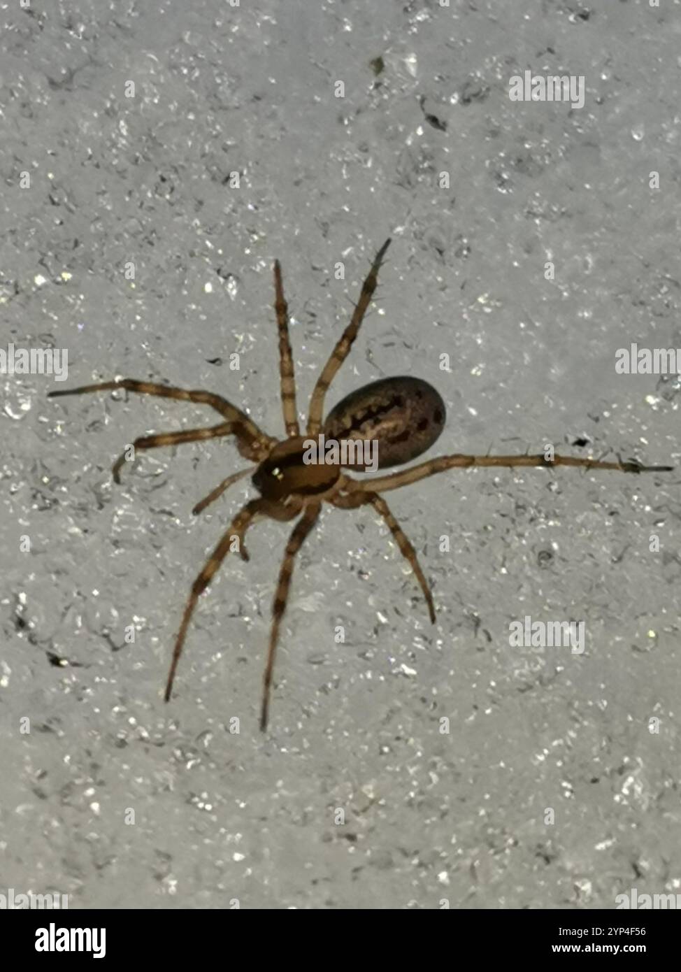Horse-Head Spider (Stemonyphantes lineatus Stock Photo - Alamy