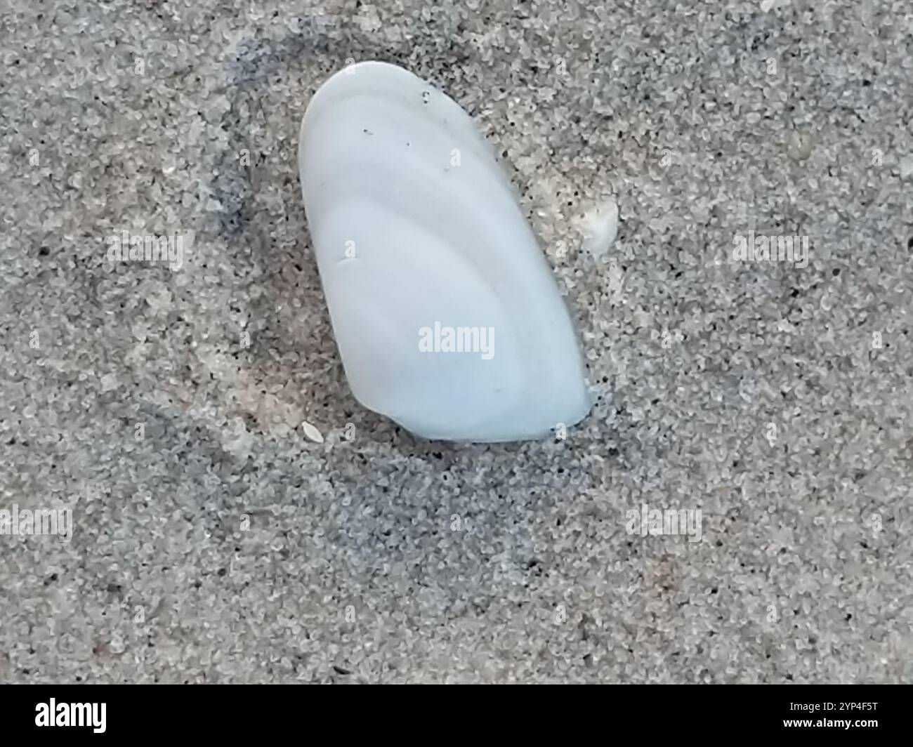 Coquina (Donax variabilis Stock Photo - Alamy