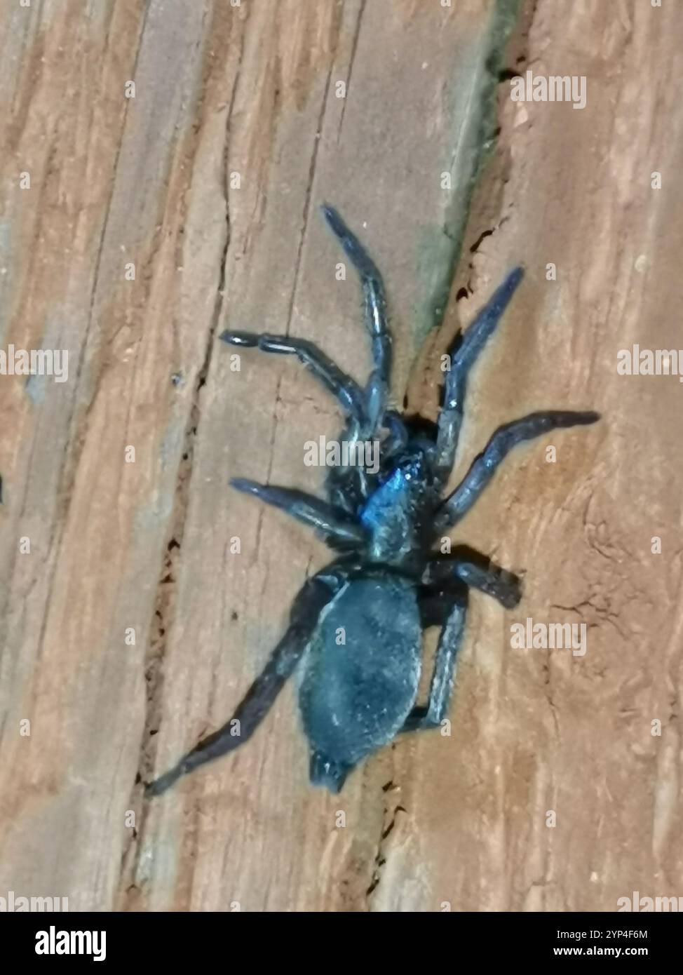 Stealthy Ground Spiders (Gnaphosidae Stock Photo - Alamy