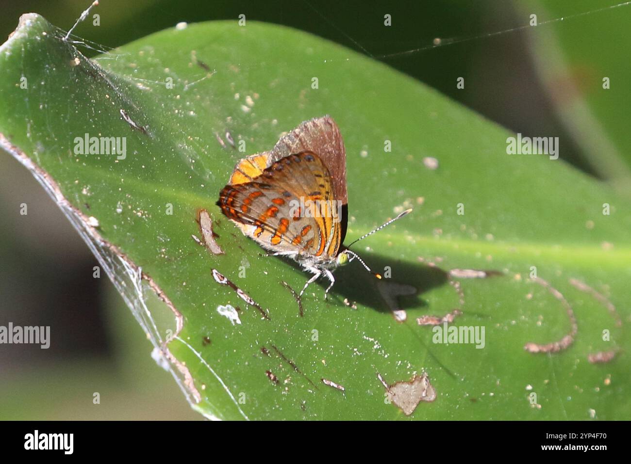 Copper Jewel (Hypochrysops apelles Stock Photo - Alamy