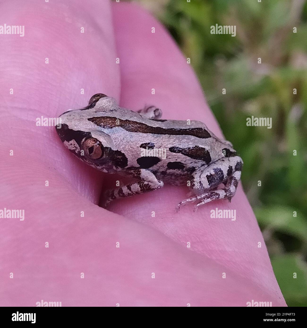 Kassina senegalensis hi-res stock photography and images - Alamy