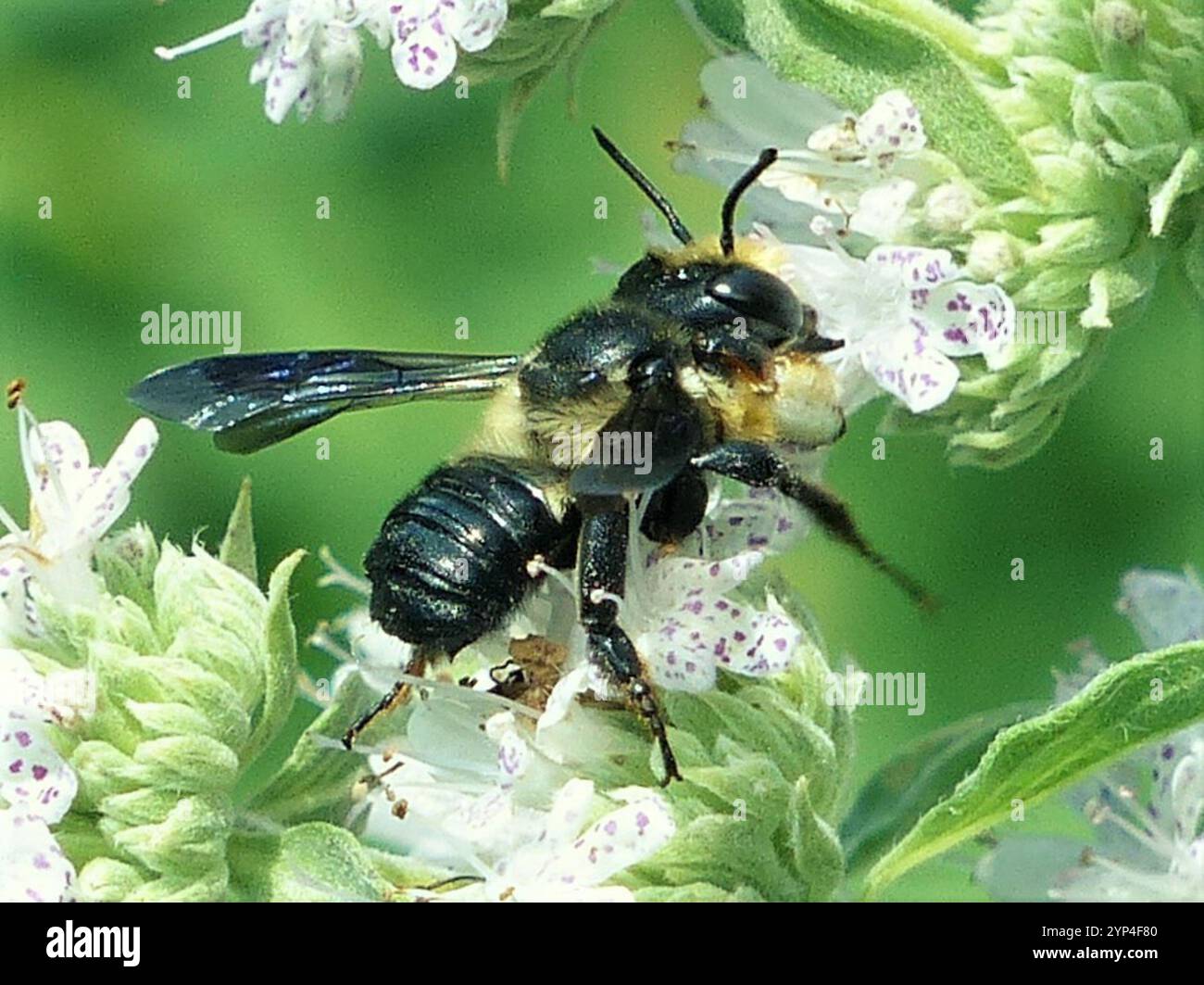 Carpenter-mimic Leafcutter Bee (Megachile xylocopoides Stock Photo - Alamy