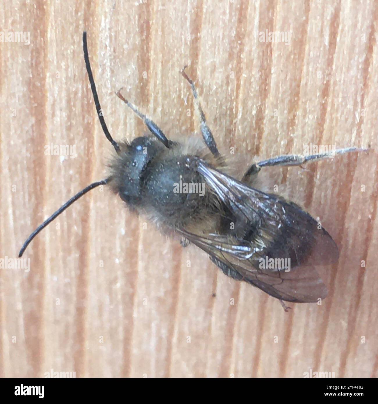 Horn-faced Mason Bee (Osmia cornifrons Stock Photo - Alamy