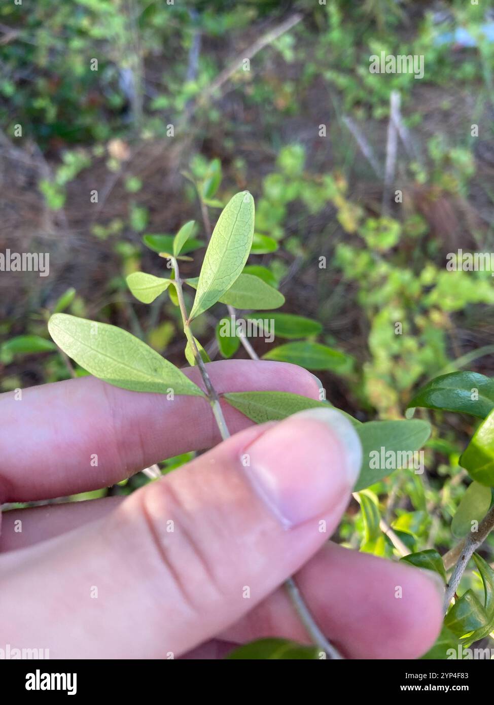 Florida swampprivet (Forestiera segregata Stock Photo - Alamy
