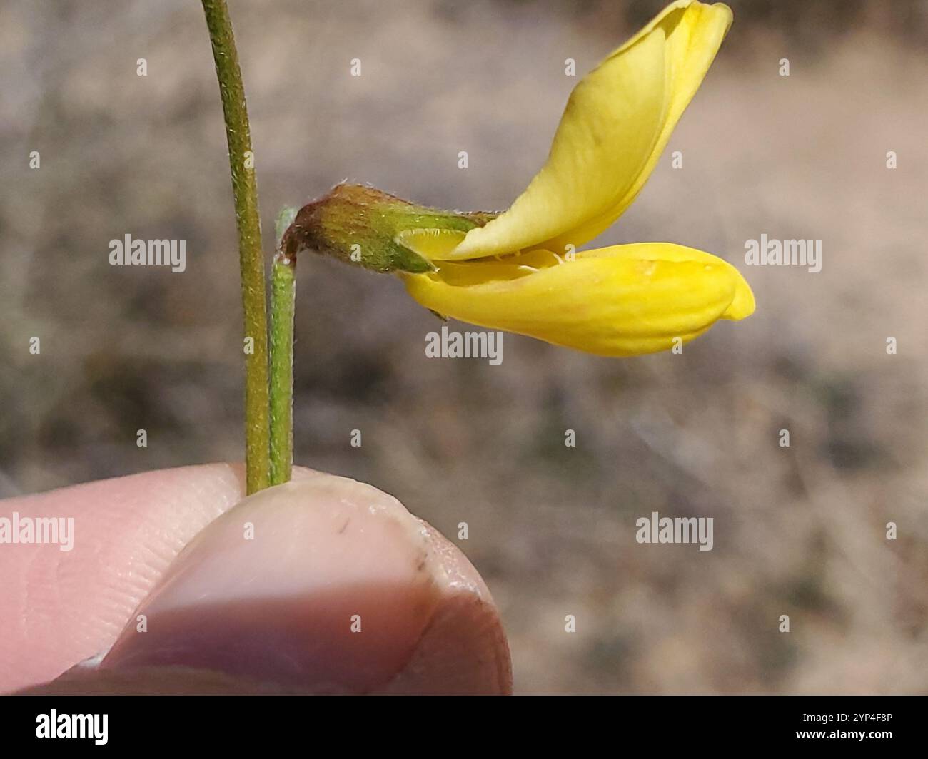 shrubby deervetch (Acmispon rigidus Stock Photo - Alamy