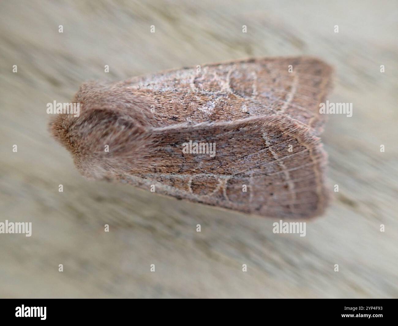 Common Quaker (Orthosia cerasi Stock Photo - Alamy