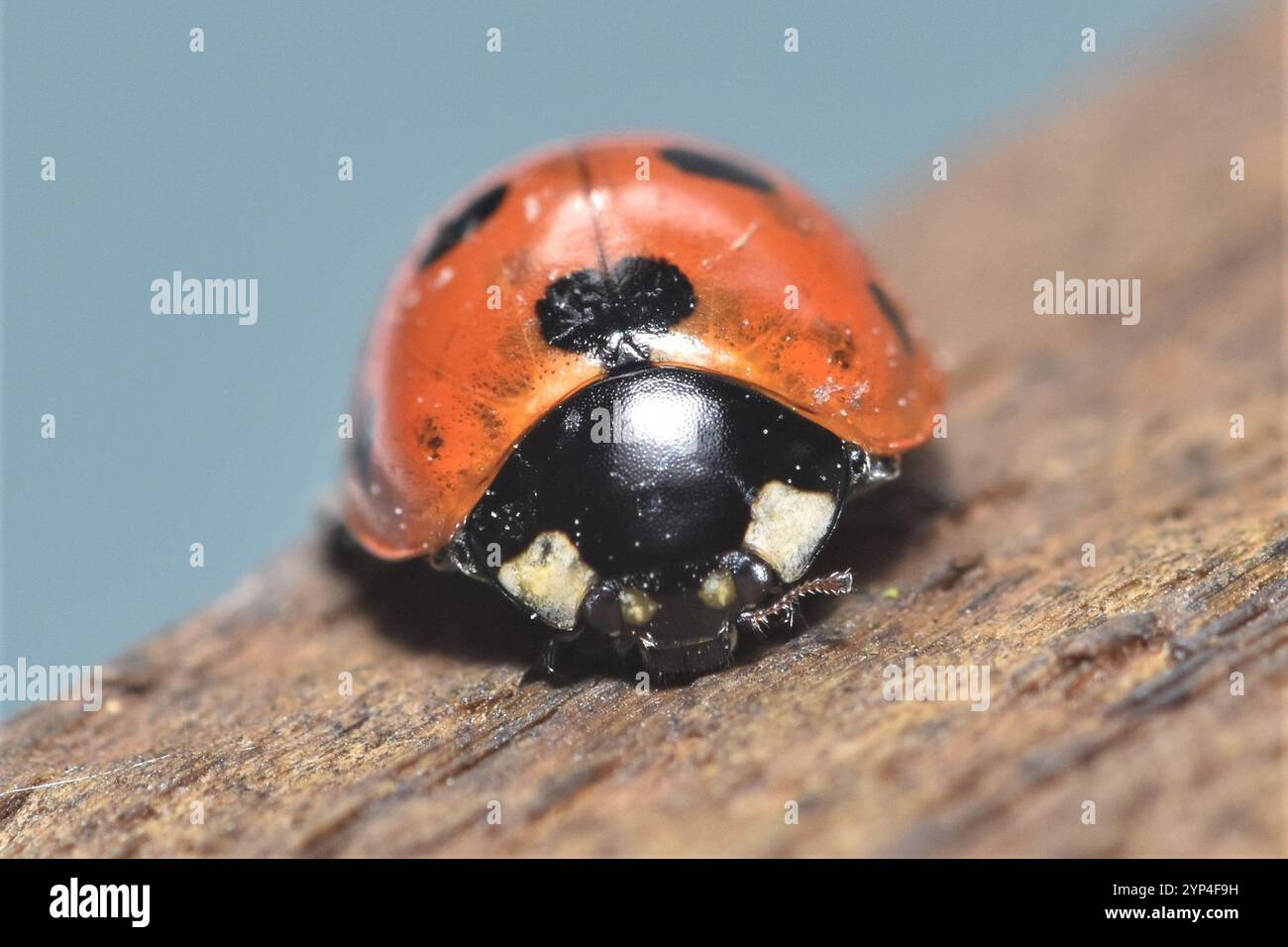 Seven-spotted Lady Beetle (Coccinella septempunctata Stock Photo - Alamy