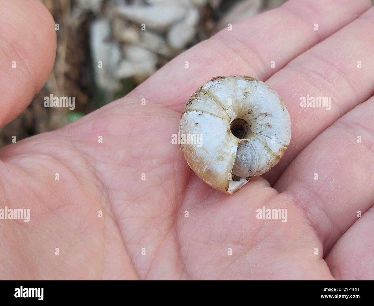 Large Glass Snail (Aegopis verticillus Stock Photo - Alamy