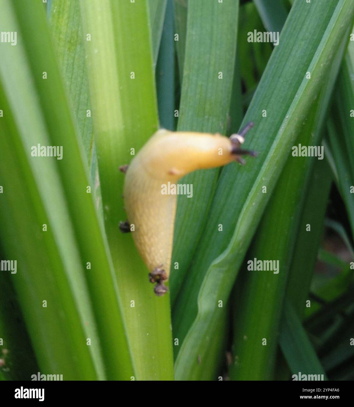 Western Dusky Slug (Arion subfuscus Stock Photo - Alamy