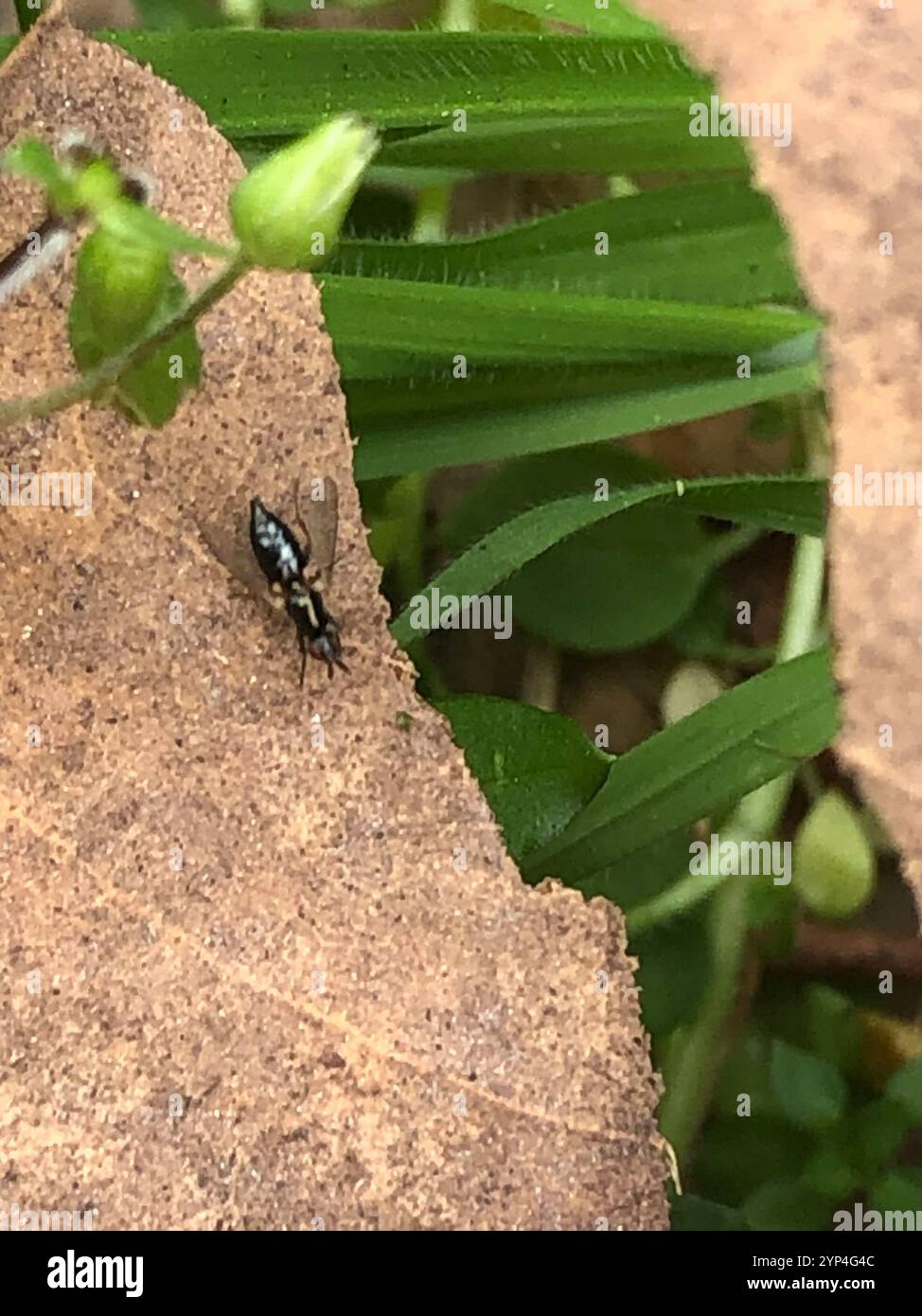 Cyclorrhaphan Flies (Cyclorrhapha Stock Photo - Alamy