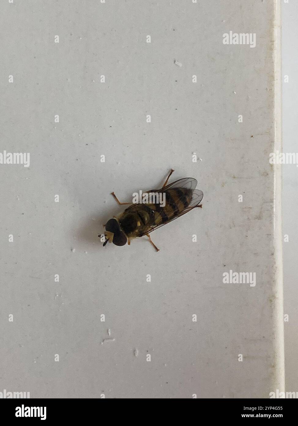 Long-tailed Aphideater Complex (Eupeodes americanus Stock Photo - Alamy