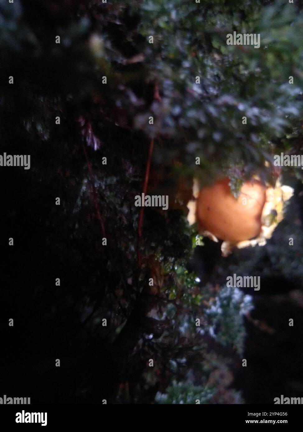 Calostoma hi-res stock photography and images - Alamy