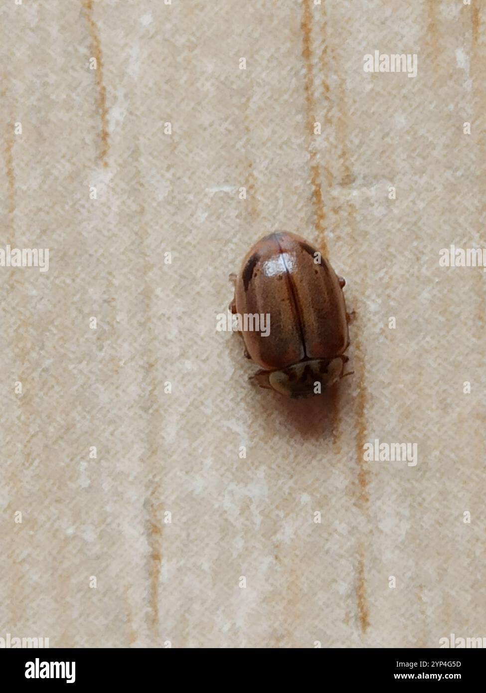 Larch Lady Beetle (Aphidecta obliterata Stock Photo - Alamy