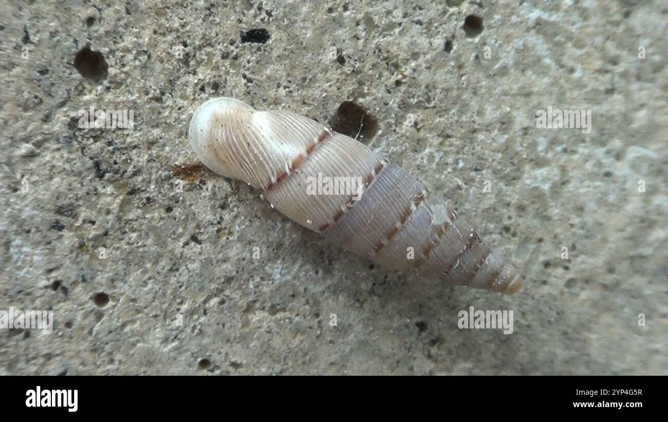 Papillifera papillaris hi-res stock photography and images - Alamy