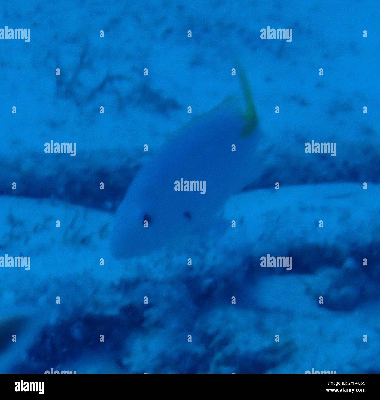 Blackfin Snapper (Lutjanus buccanella Stock Photo - Alamy